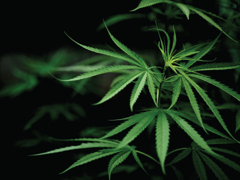 Heavy Metals and Marijuana: An Informative Guide – Zeo Natural